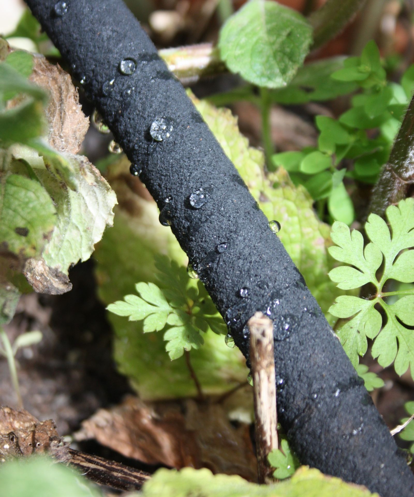 Garden watering mistakes: 8 problems to avoid | Homes and Gardens