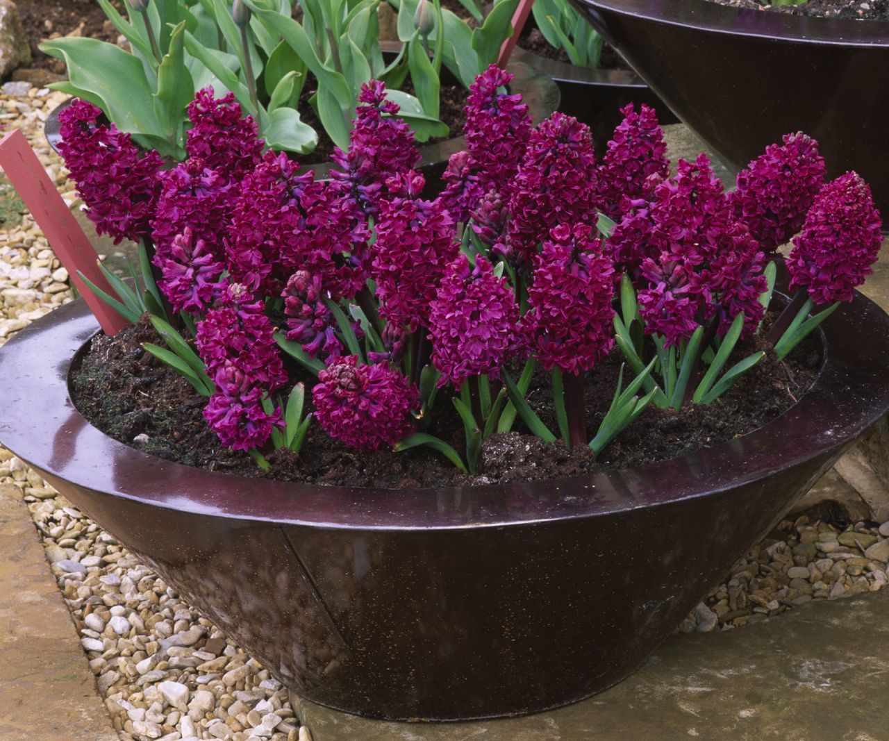 How to grow hyacinth bulbs in containers: top tips | Homes and Gardens