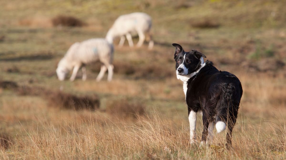 Best farm dogs for herding, protection and pest control | PetsRadar