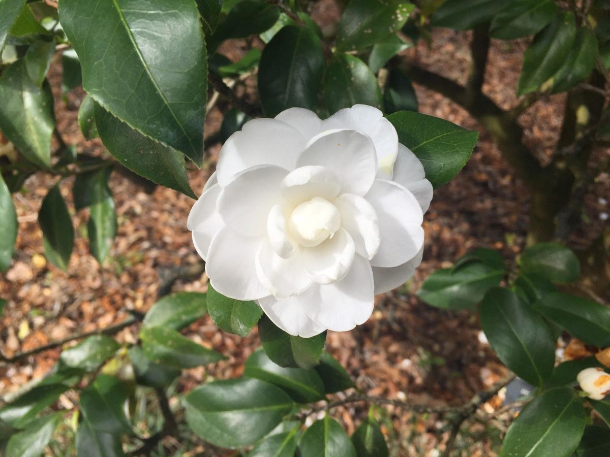 Year Round Plants For Zone 7 Climates: Tips On Gardening In Zone 7 Year ...