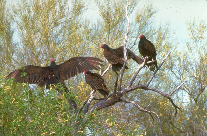 Turkey Vultures: Photos Reveal an Icon of the American West | Live Science