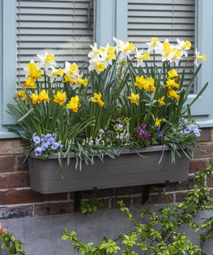 How to plant a spring window box: the perfect job for fall | Gardeningetc