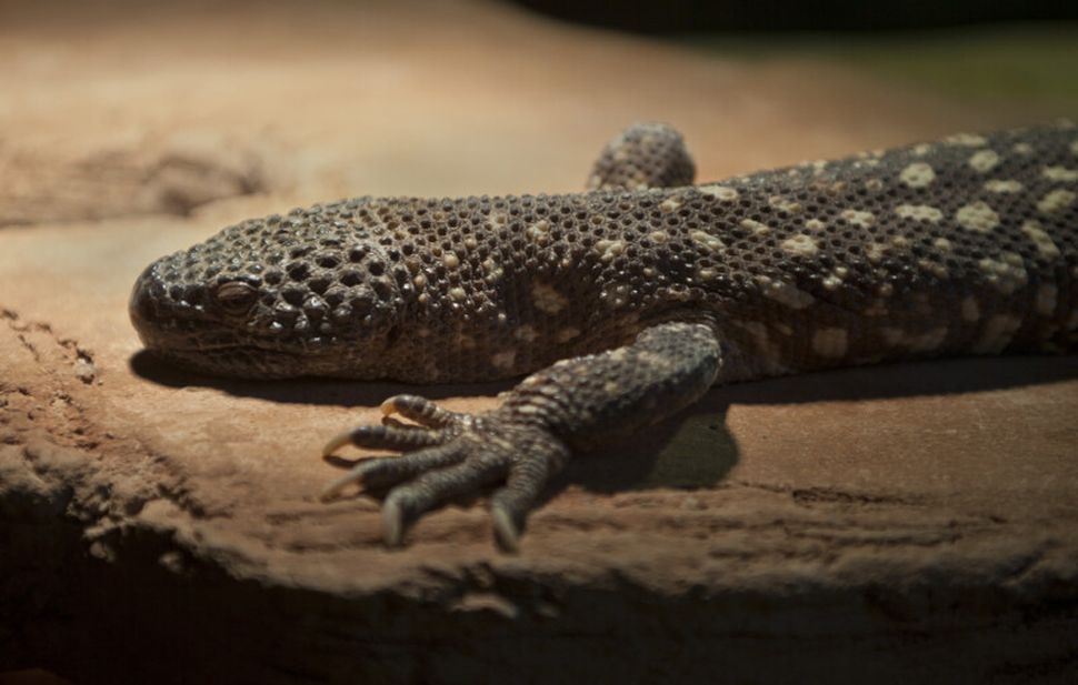 Gila Monster Photos: The Sluggish and Scaly Sweethearts of the American ...
