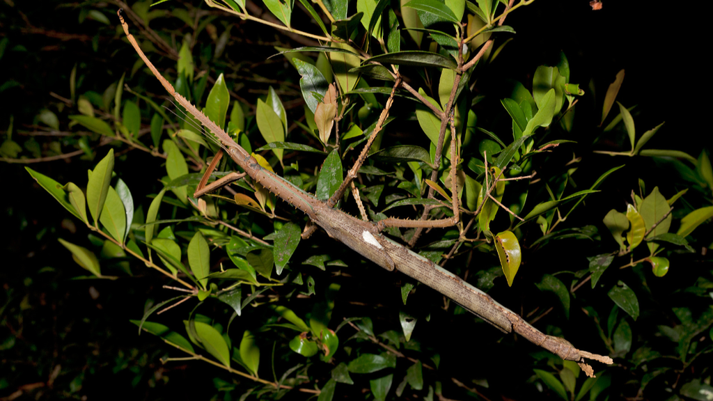 Creepy new giant insect may be the heaviest ever recorded in Australia ...