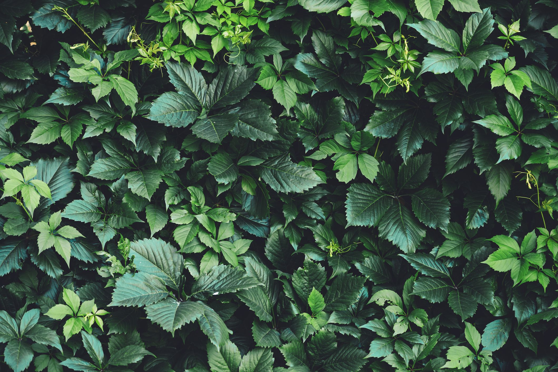 The Week contest: Green scream | The Week