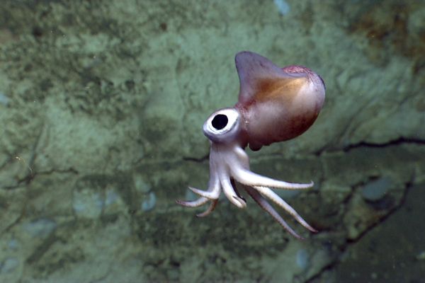 Gallery: Cutest Creatures from Deep Sea Canyons | Live Science