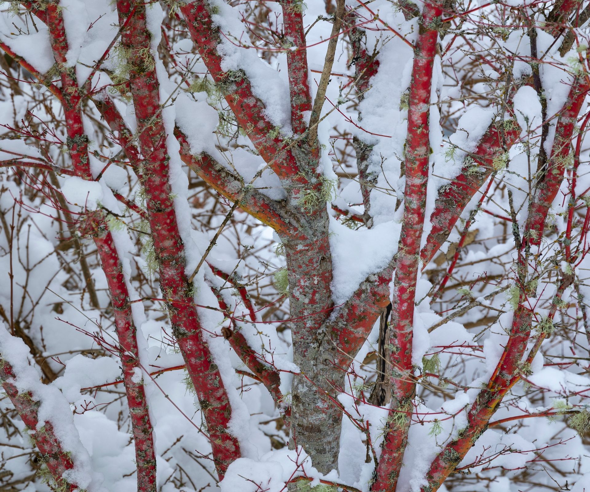 10 trees with unusual bark for incredible year-round interest | Homes ...