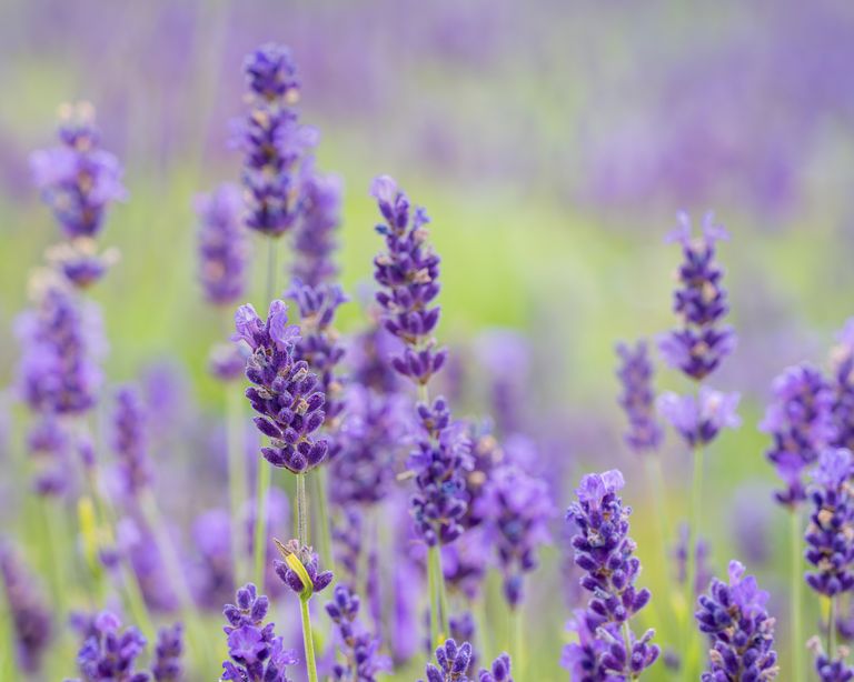 5 Types of Lavender to Grow for Fabulous Fragrance & Beauty | Gardening ...