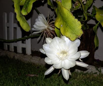9 Hard-To-Find Houseplants For The Coolest Plant Collection | Gardening ...