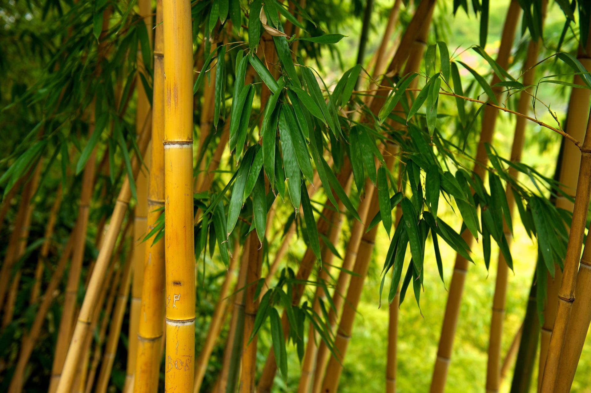 How to Trim a Bamboo Plant — An Expert's Guide | Livingetc