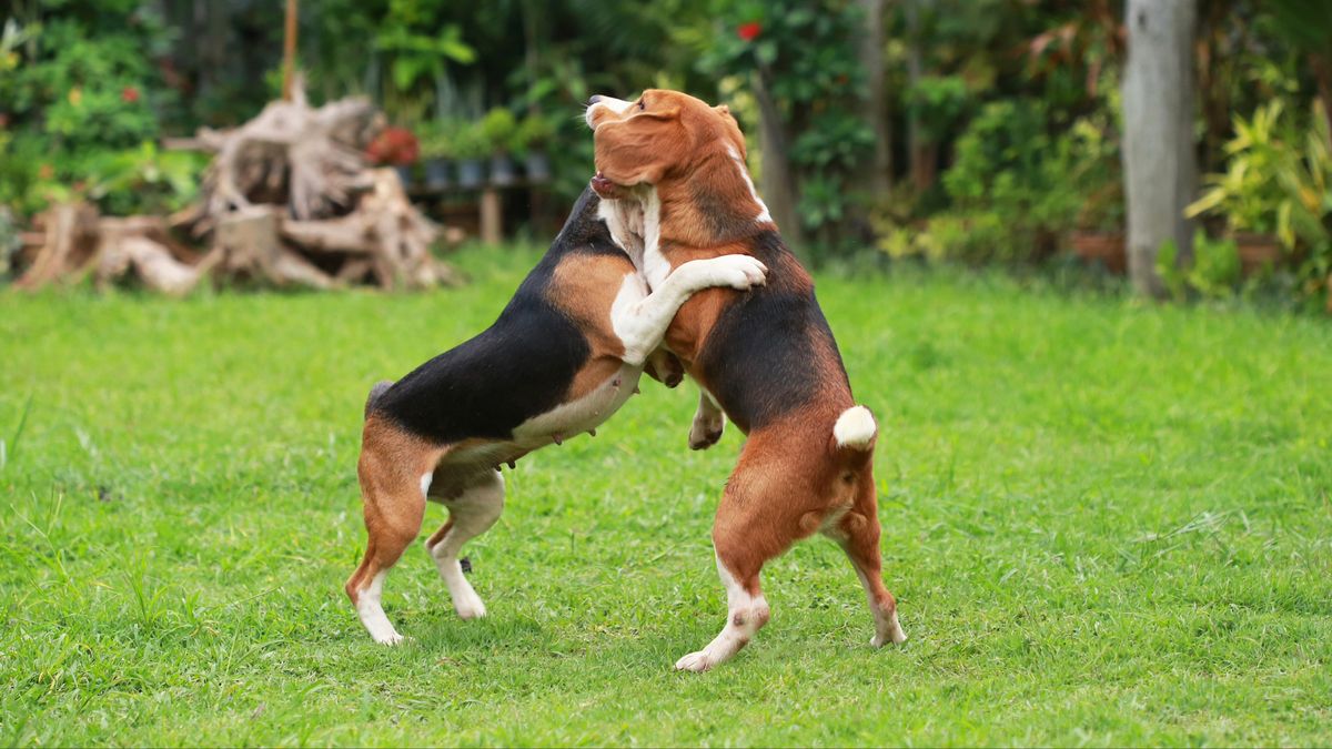 Why do dogs get stuck when mating? Vet reveals everything you need to ...