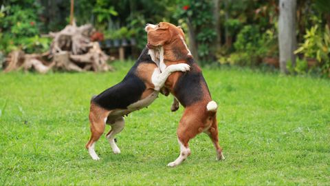 Why do dogs get stuck when mating? Vet reveals everything you need to ...