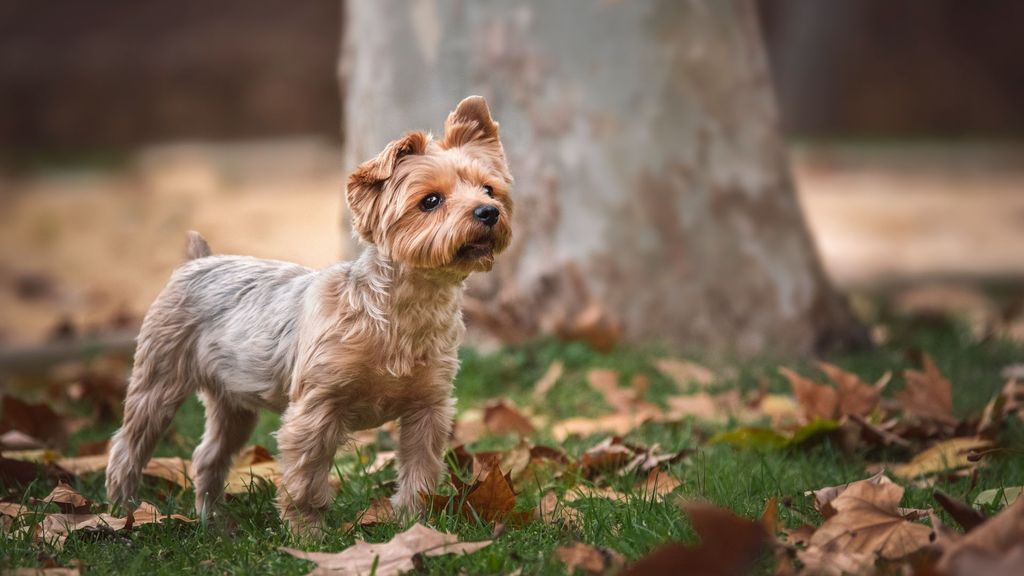 22 toy dog breeds | PetsRadar