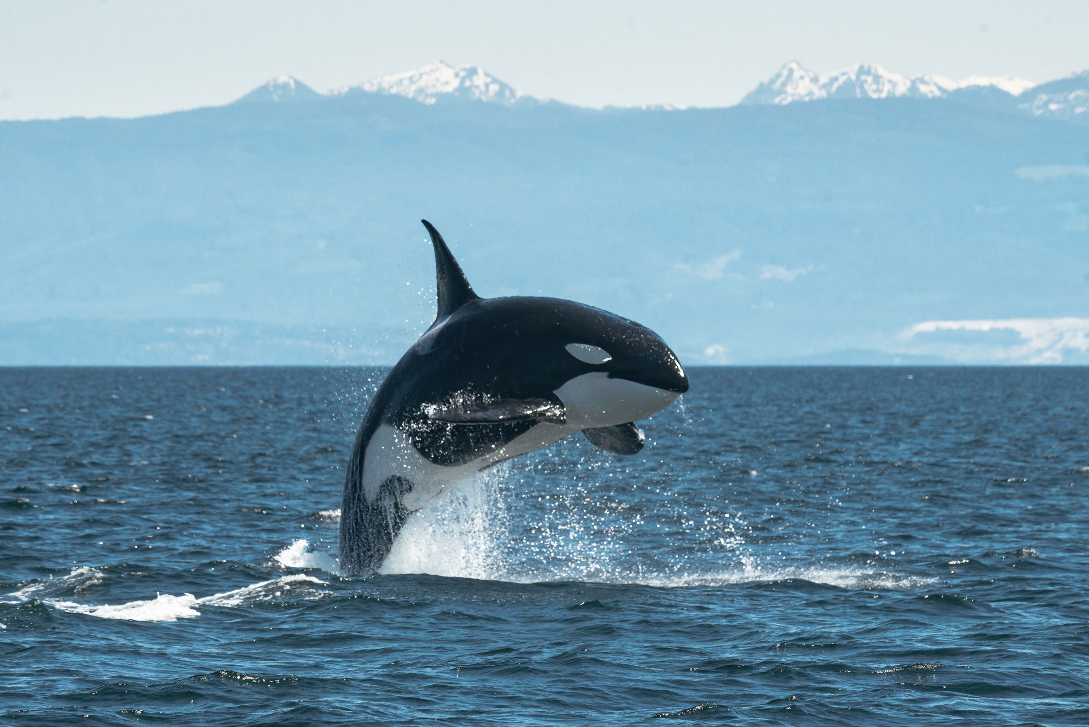 Killer whales with salmon hats, the secret lives of eels, the ...