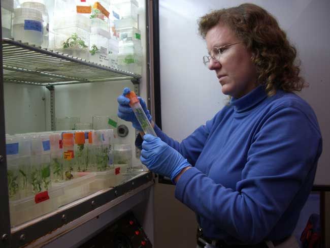 Genetically Engineered Plants Could Clean Humanity's Messes | Live Science