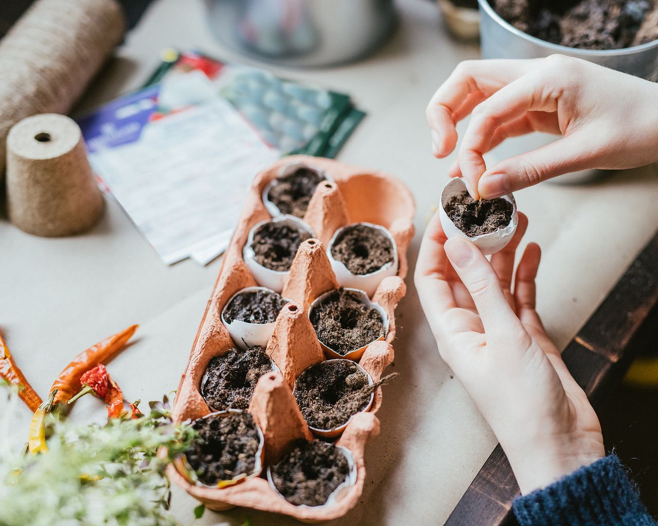 Starting Seeds In Egg Cartons: How To DIY Seedling Trays | Gardening ...