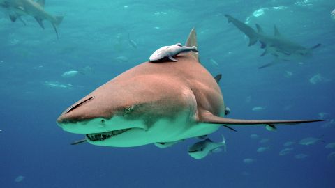 Megalodon may have grown up to 80 feet long — far larger than previous ...