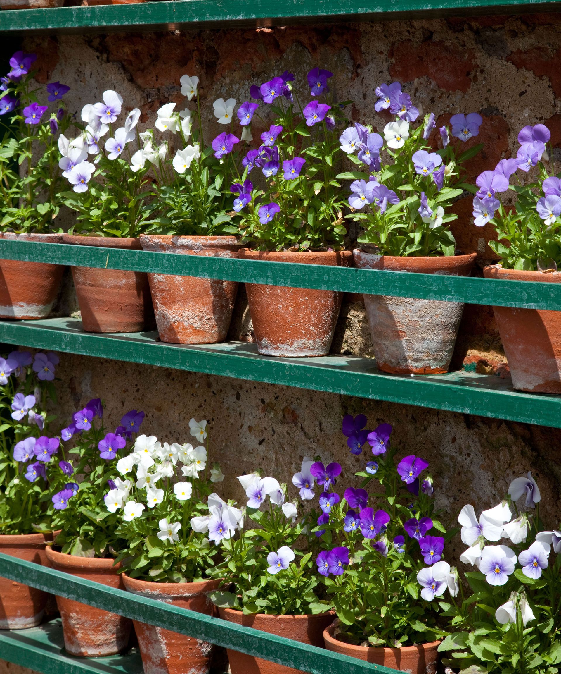 Best patio plants: 11 stunning options for paved spaces | Homes and Gardens