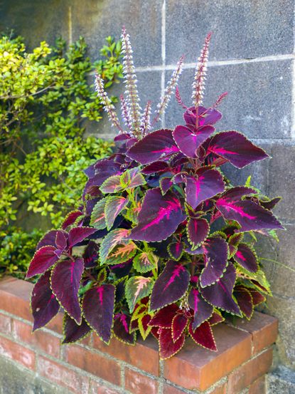 The 7 best flowers for pots in shade, according to experts | Livingetc