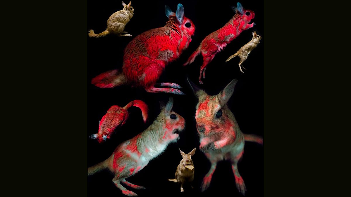 Weird rodent glows under UV light with disco swirls of pink and orange ...