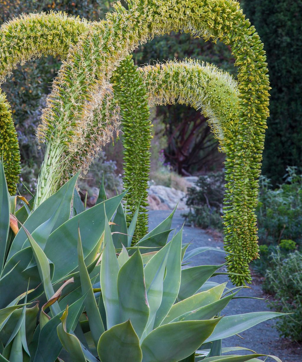 Best plants for around a pool: 10 perfect options | Homes and Gardens