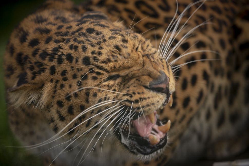 Big cat photo tips | Digital Camera World