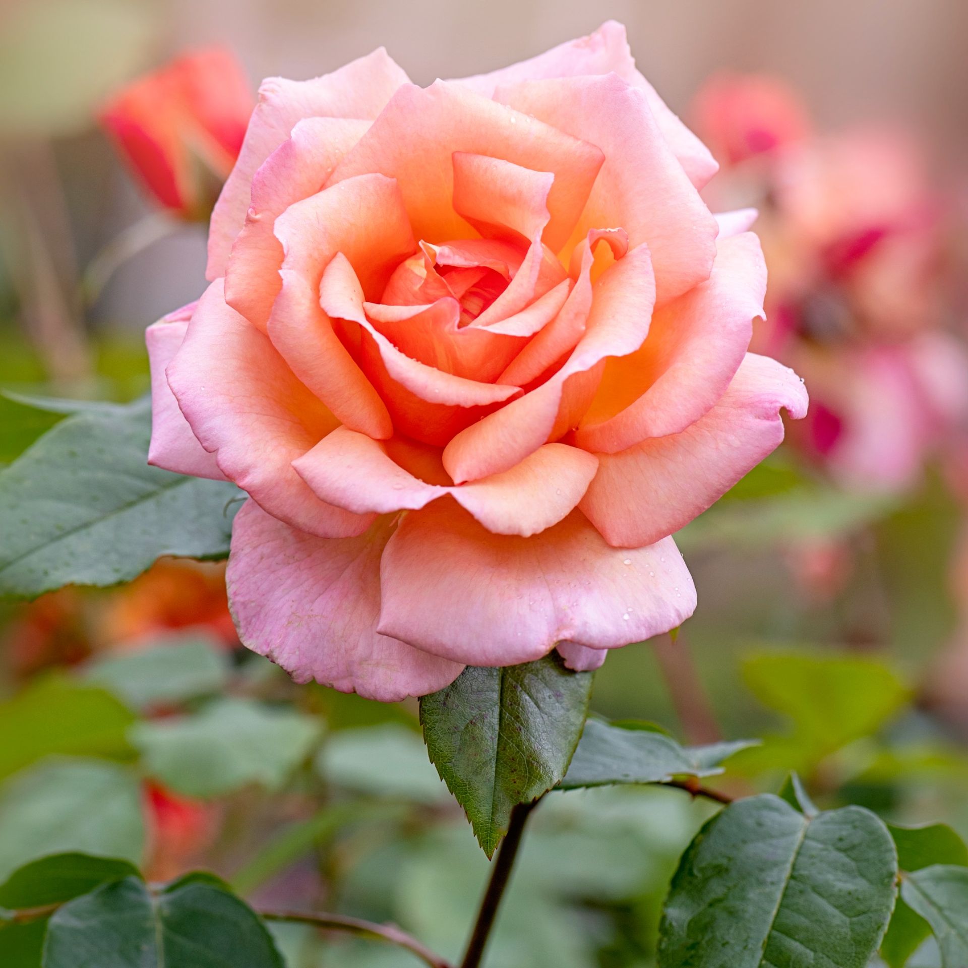 How to grow roses from cuttings – the best way | Ideal Home