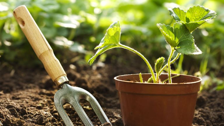 How To Propagate Strawberries By Division, Runners And Seeds ...
