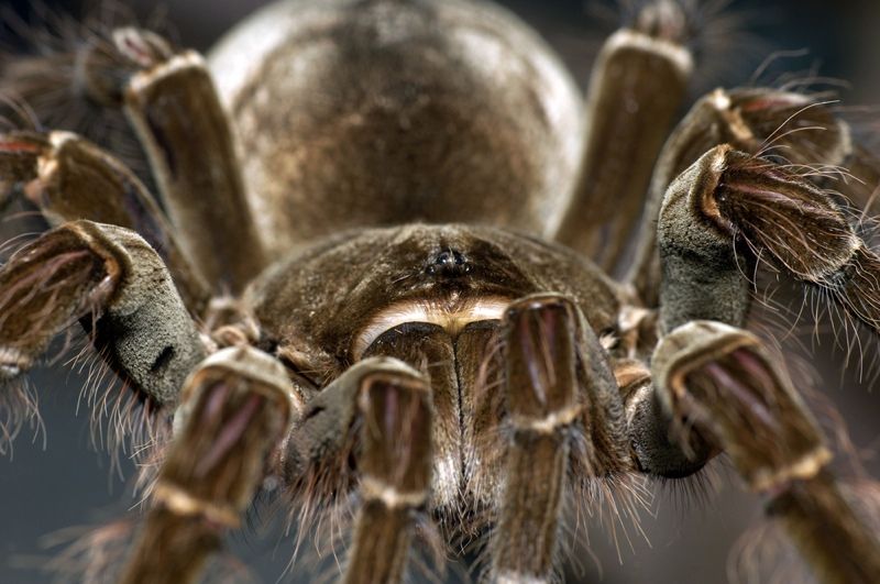 Goliath Birdeater: Images of a Colossal Spider | Live Science