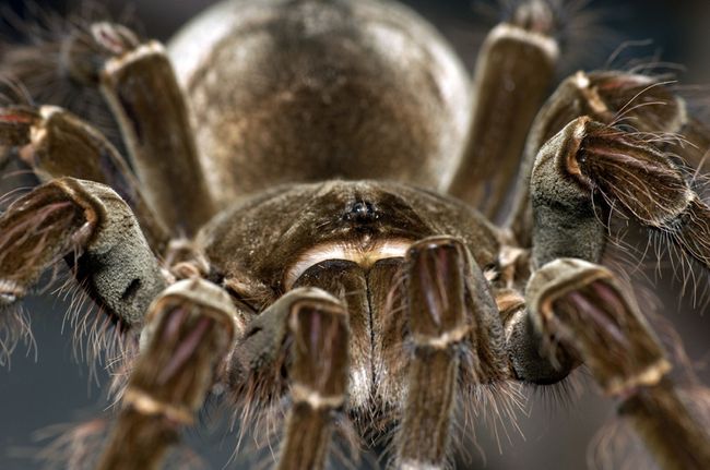 Goliath Birdeater: Images of a Colossal Spider | Live Science