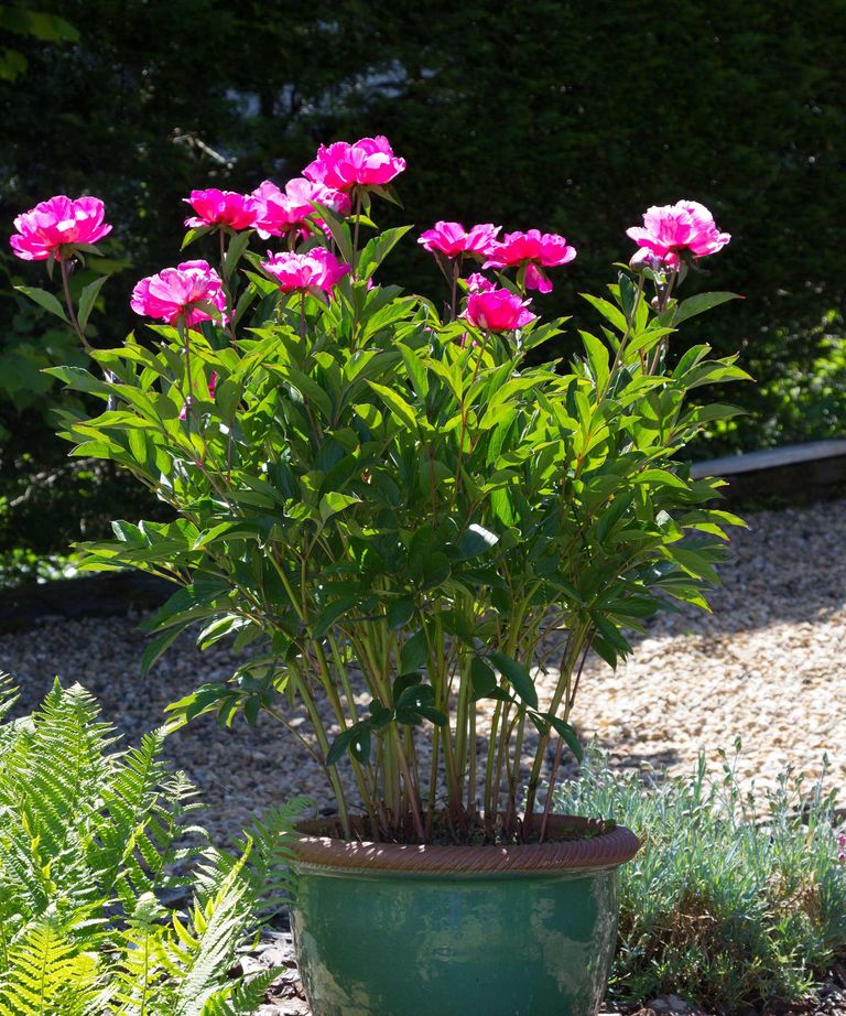 How to grow peonies in pots – tips for container displays | Homes and ...