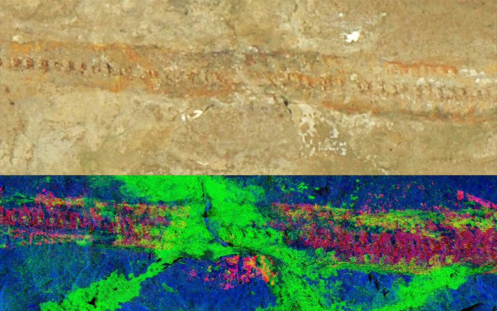 100-Million-Year-Old Hagfish Complete with Slime Kit Discovered | Live ...