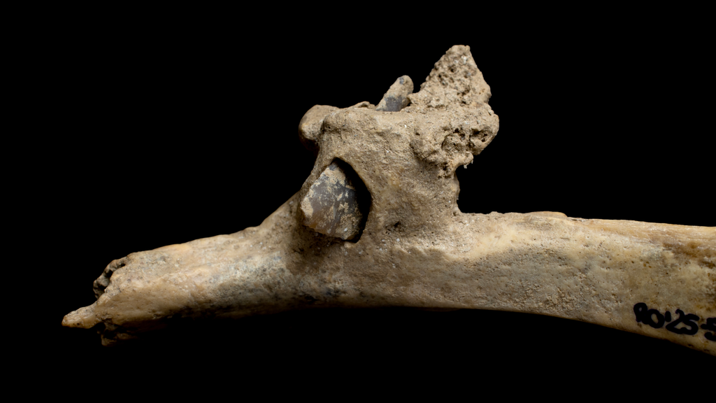 4,000-year-old human rib discovered high in the Pyrenees still has an ...