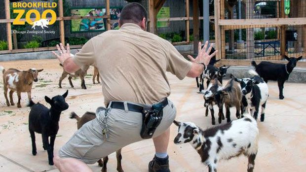 Jurassic Zoo: the best pictures from new animal-based meme | The Week
