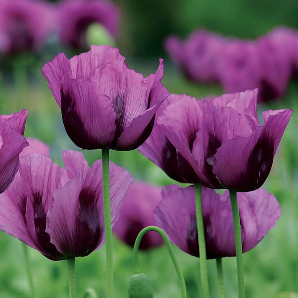 7 Flower Seeds To Sow In February For Dazzling Summer Beds | Gardening ...