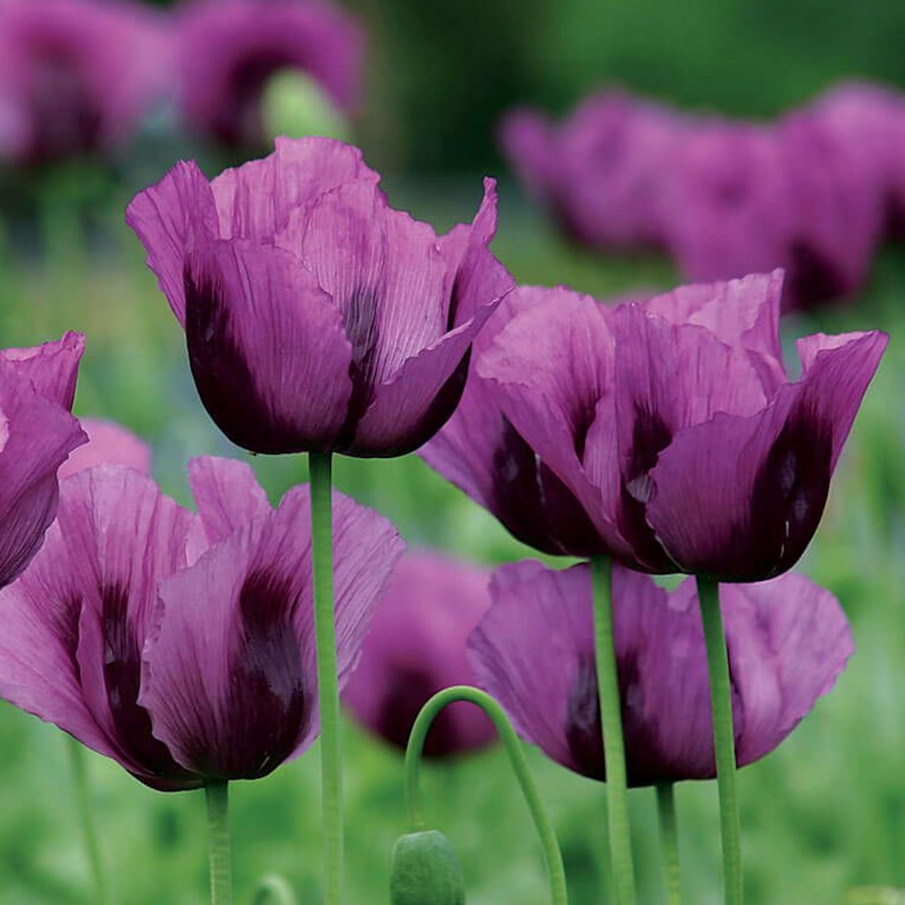 7 Flower Seeds To Sow In February For Dazzling Summer Beds | Gardening ...
