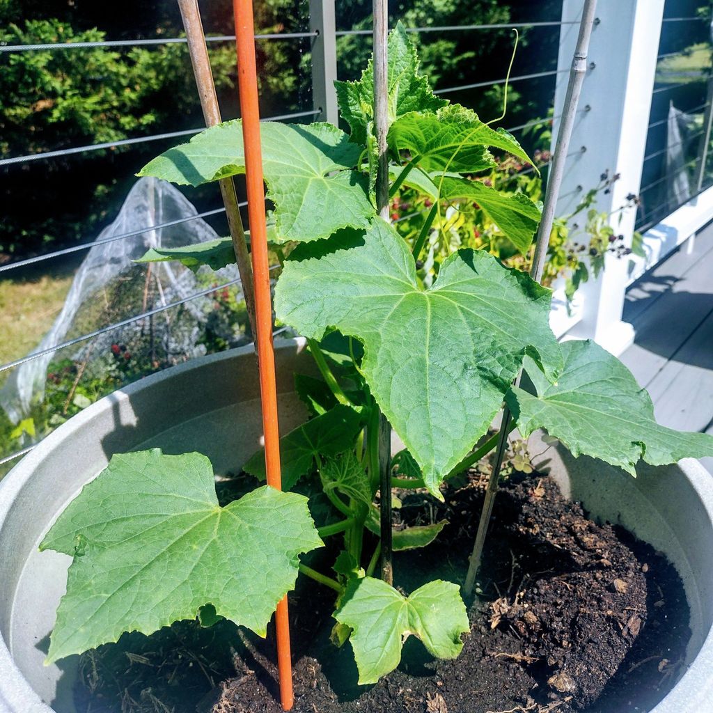 How to grow cucumbers in pots for a summer of tasty harvests | Ideal Home