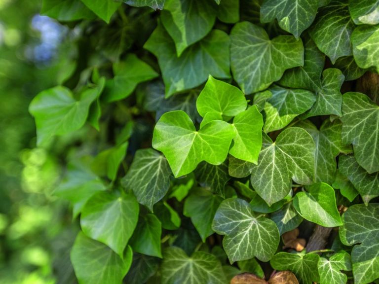 How To Grow And Care For English Ivy In The Garden | Gardening Know How