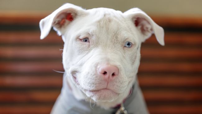 Albino dogs: 32 facts you didn’t know | PetsRadar