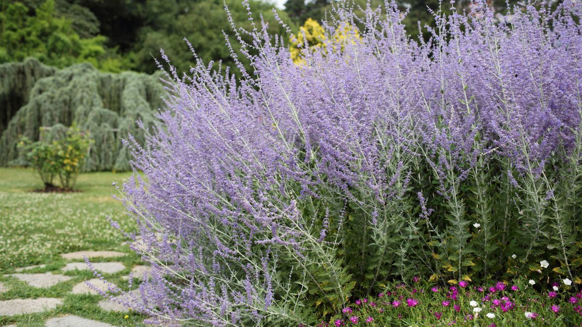 7 best plants to prevent soil erosion in your yard | Tom's Guide