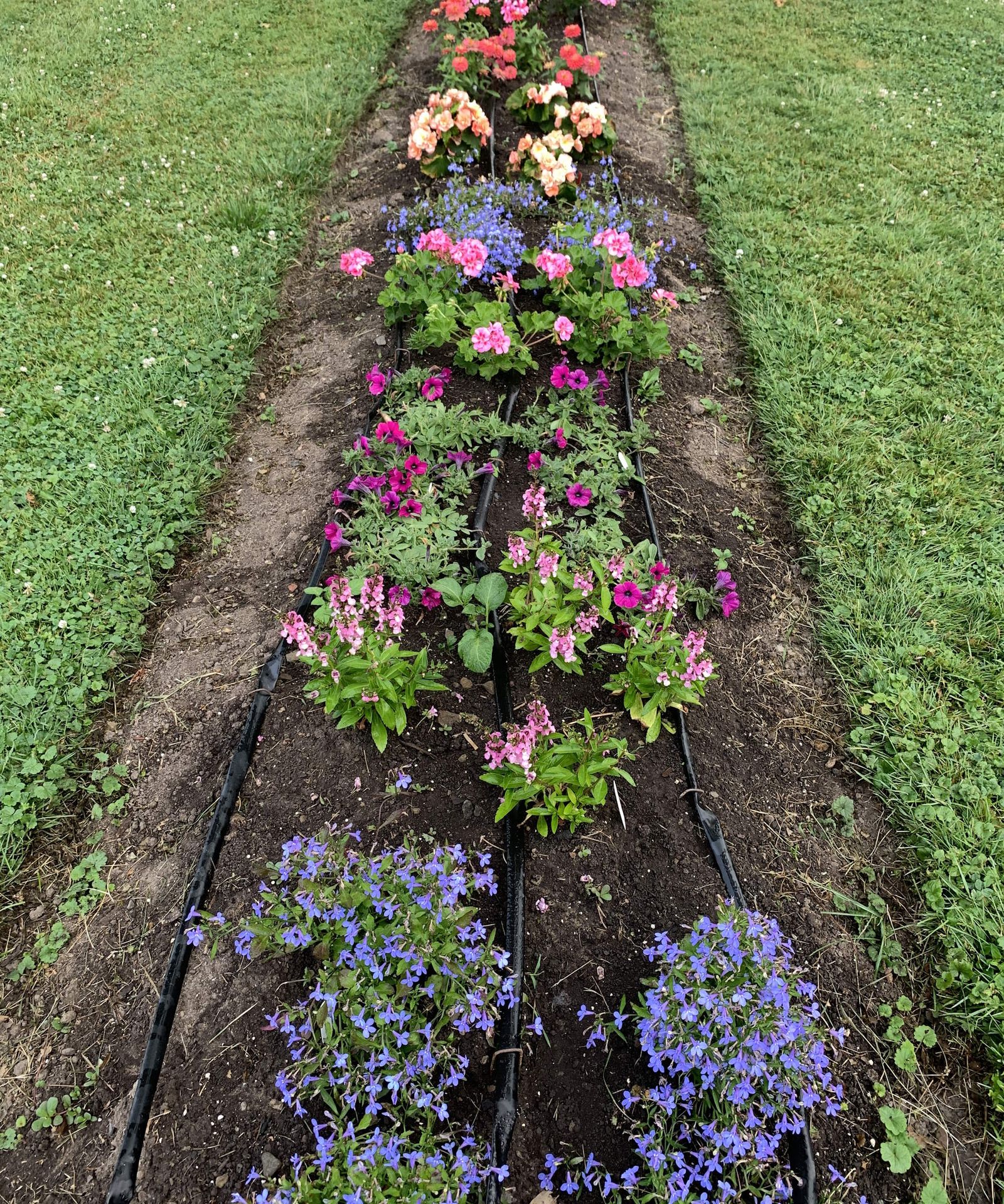 How to install and use a soaker hose in a backyard | Homes and Gardens