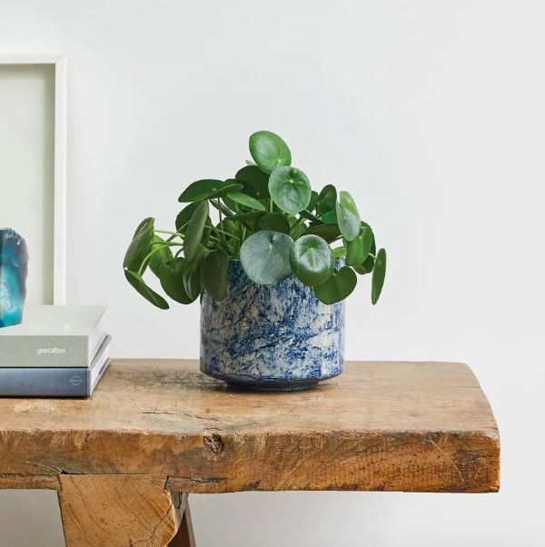 The best desk plants – 8 plants for your home office | Livingetc