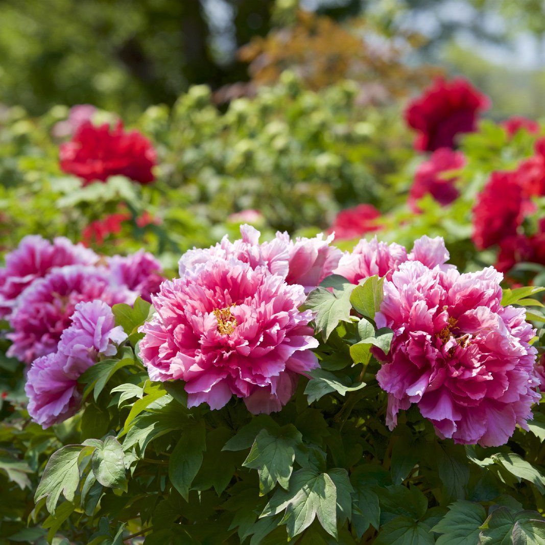 Tips & Information about Peonies | Gardening Know How