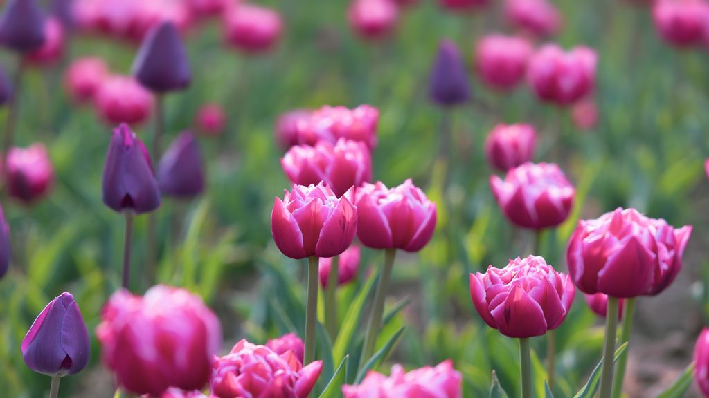 When and how to fertilize tulips: with expert advice | Homes and Gardens