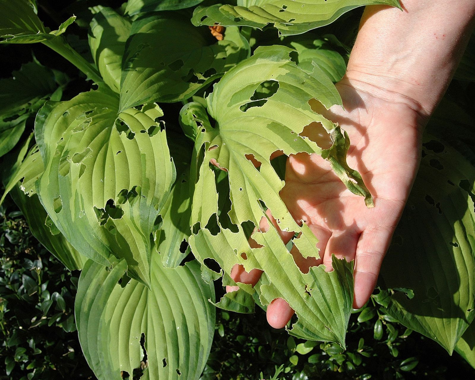 Amazing Holes In Hosta Leaves Pictures