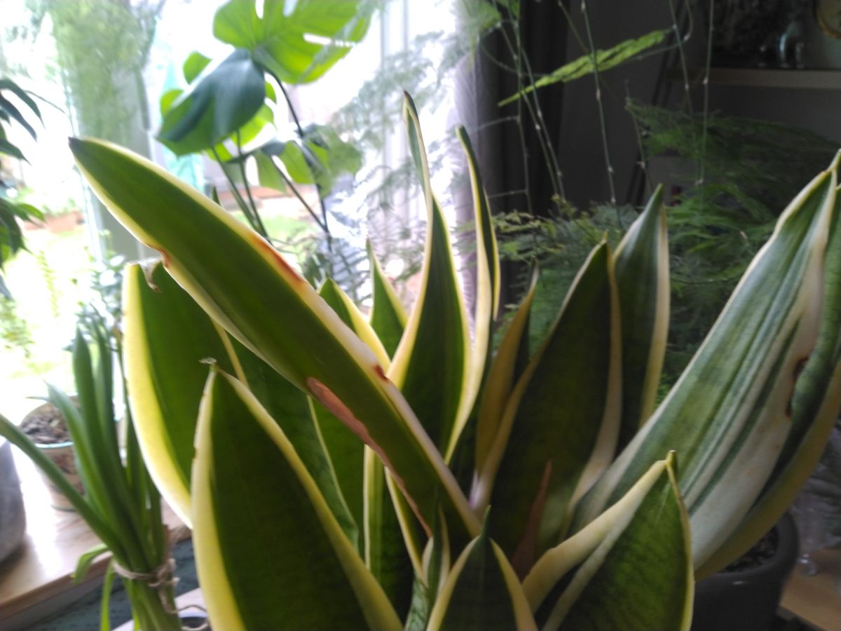 Hands on: Zebra EC55 Enterprise Mobile Computer review | TechRadar