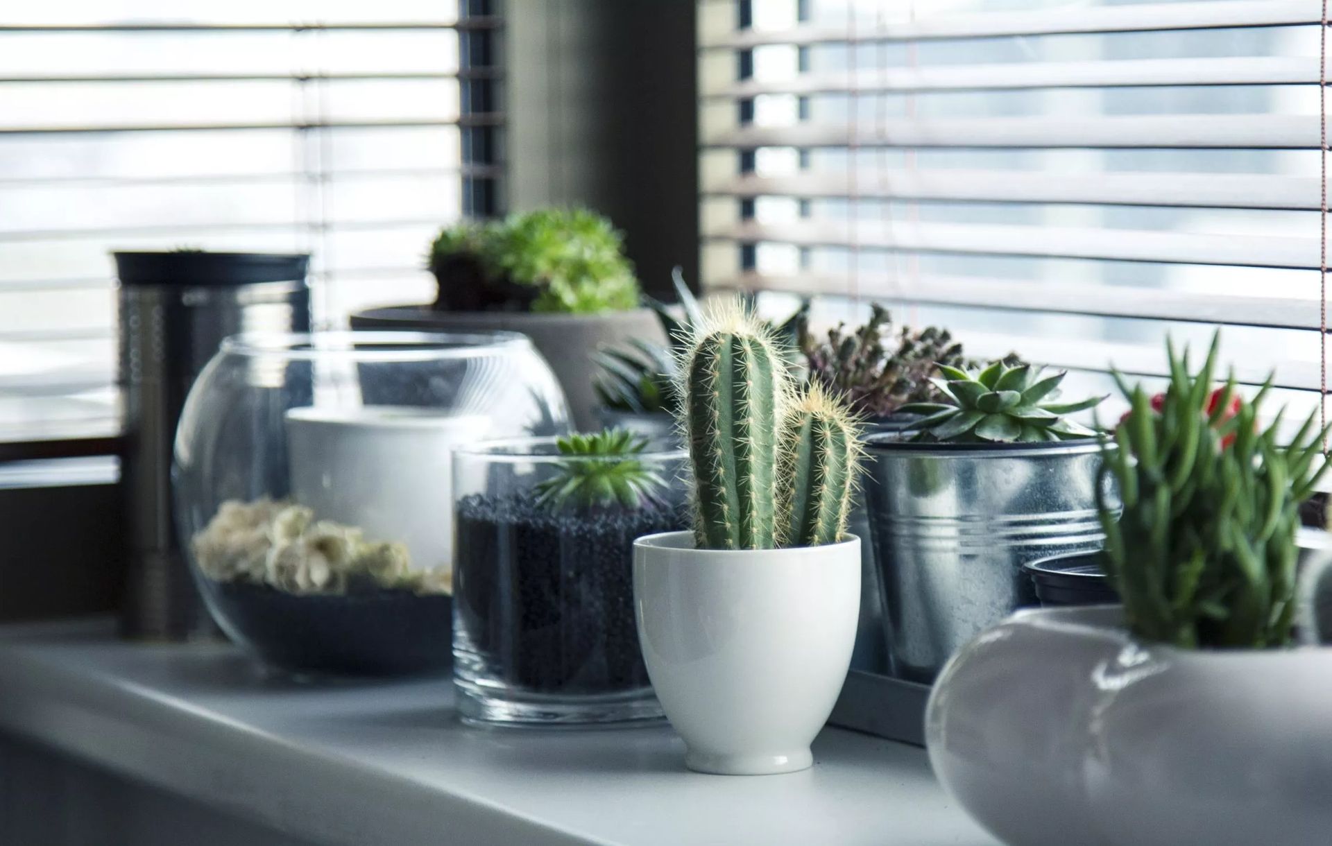 Decorating with Cacti — 5 Ways to Display These Plants | Livingetc