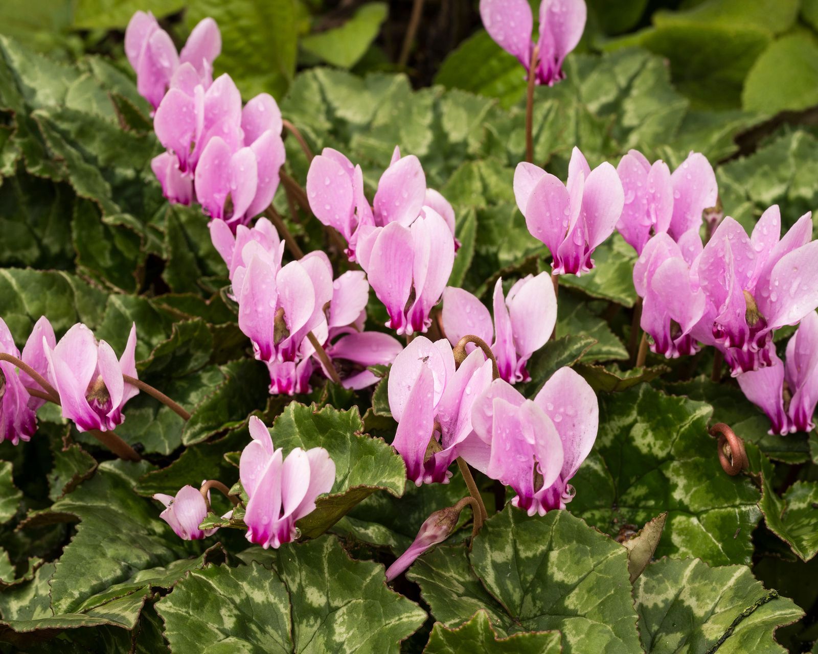 What to plant in December: 12 plants to sow and grow | Gardeningetc