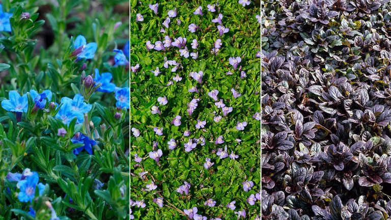 Walkable ground cover plants: 11 path and lawn options | Homes and Gardens