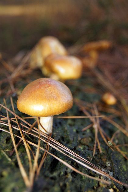 Sample Images - Sony Alpha a65 review - Page 6 | TechRadar